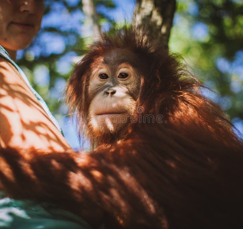 Cutest Baby Orangutan Hangs in a Tree in Zoo Stock Photo - Image of ...