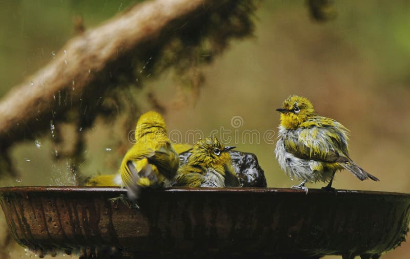 The Cutest Birds. Small Birds Taking Bath Stock Photo - Image of ...