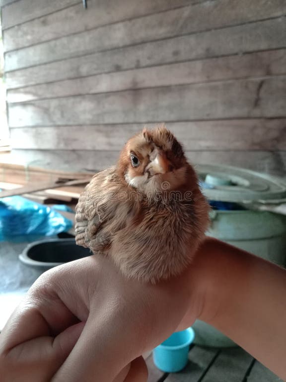 The cutest chicks stock image. Image of chicks, cutest - 289797719