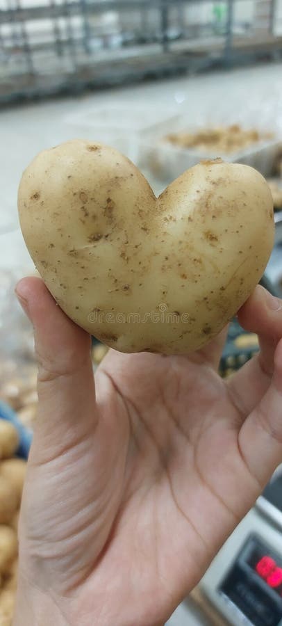 Cutest Cute Potato Love Shape Stock Image - Image of cutestcute, love ...