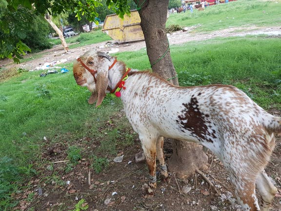 Cutest goat in the park stock image. Image of grass - 255705897