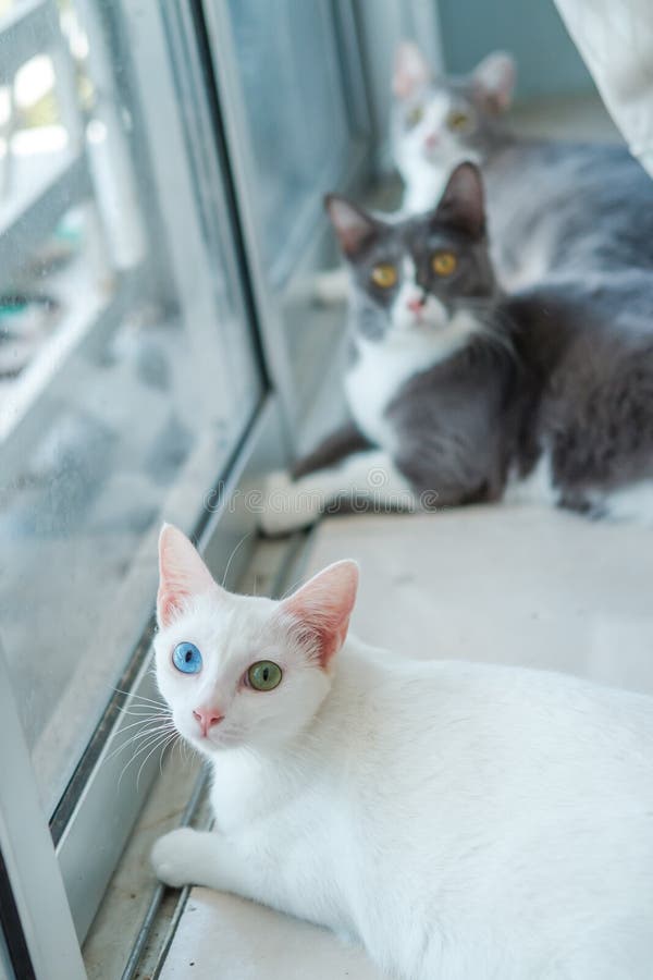 Cutest Indoor Cats are Looking Something Stock Photo - Image of mammal ...
