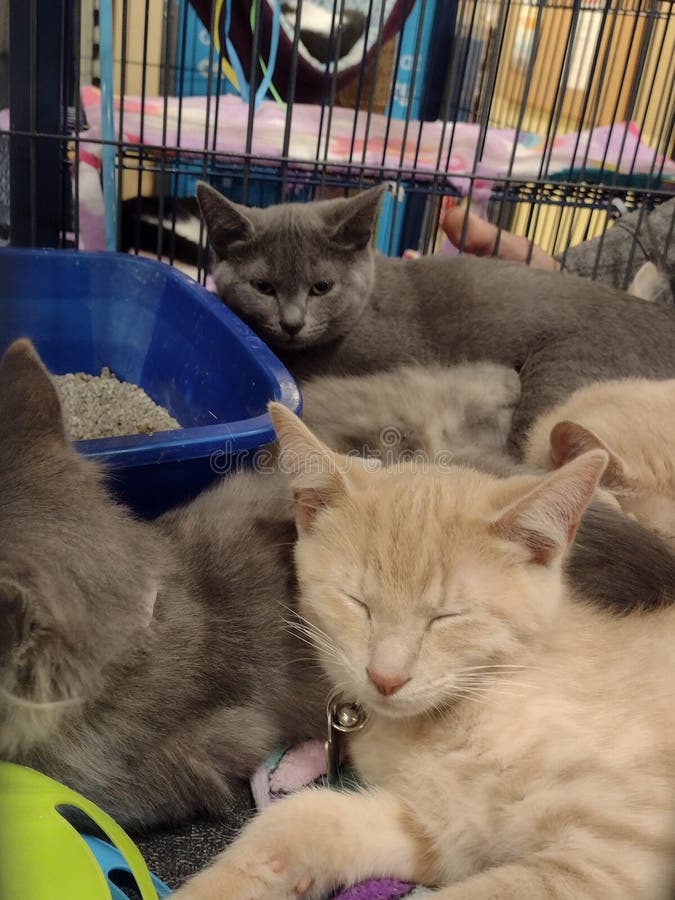 The Cutest Kittens! ðŸ˜ºðŸ˜º Love Them! Stock Image - Image of cutest ...