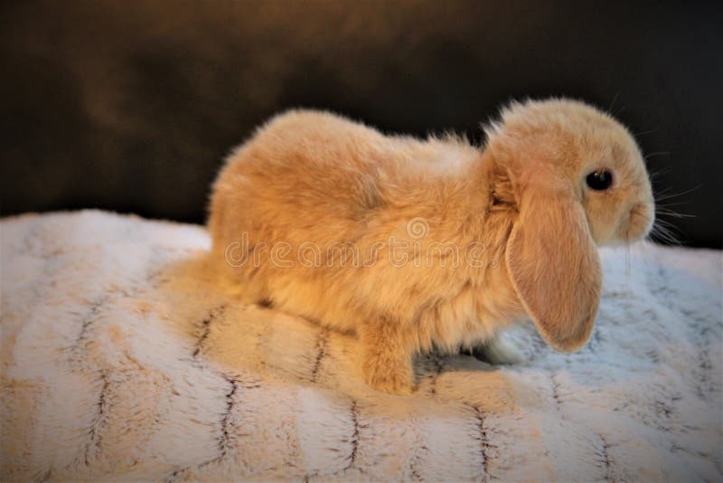 Cute Tiny Dwarf Bunny stock image. Image of hair, eared - 99921391