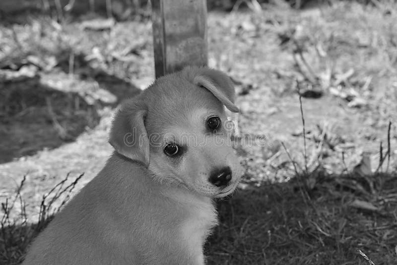 The cutest look ever. stock image. Image of brown, cutest - 96406181