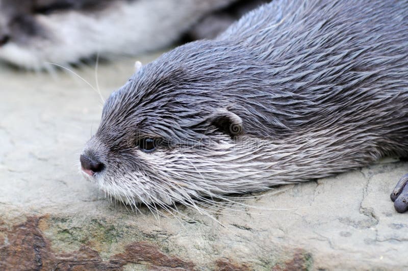 Cutest otter stock photo. Image of nature, creature, furry - 29301642