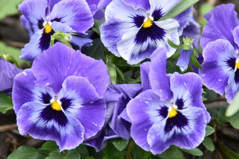 Cutest Violets Stock Photos - Free & Royalty-Free Stock Photos from ...