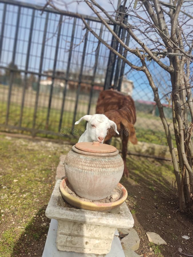 Cutey honey goat stock photo. Image of goats, cutey - 241932564