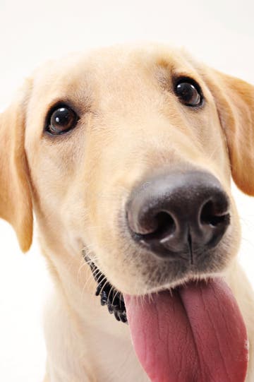 139 Yellow Lab Head Shot Stock Photos - Free & Royalty-Free Stock ...