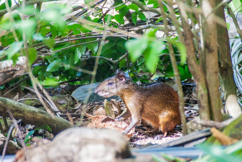 Cutia foto de stock. Imagem de américa, roedor, marrom - 132278634