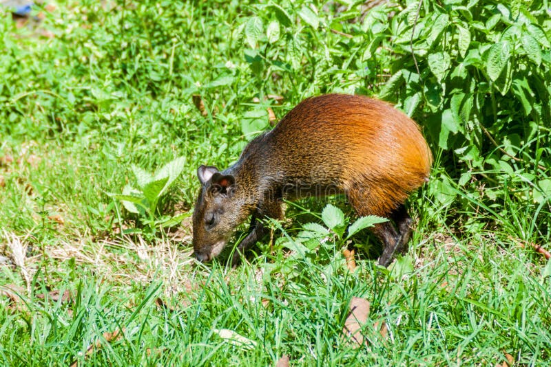 Cutia foto de stock. Imagem de américa, roedor, marrom - 132278634