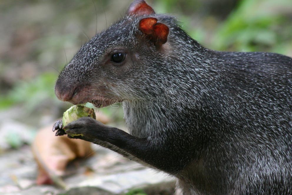 Cutia foto de stock. Imagem de américa, animais, wildlife - 549822