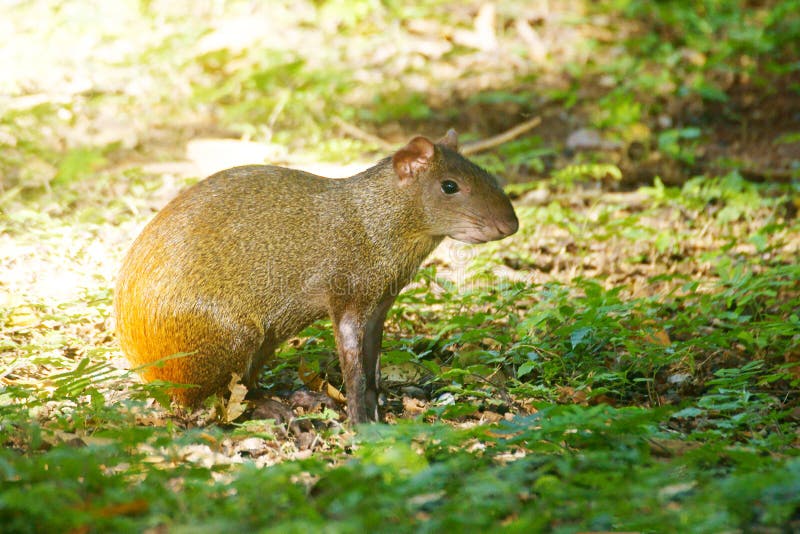 Cutia foto de stock. Imagem de américa, animais, wildlife - 549822