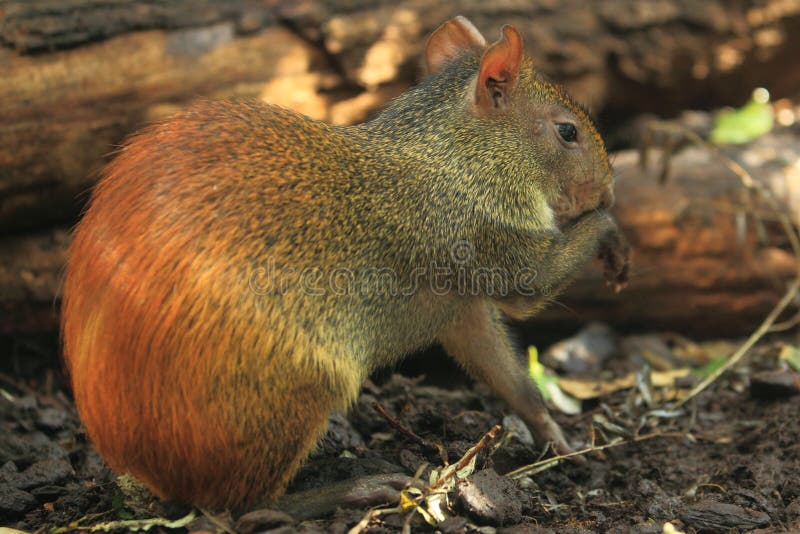 Cutia vermelha-rumped imagem de stock. Imagem de selvagem - 31867053