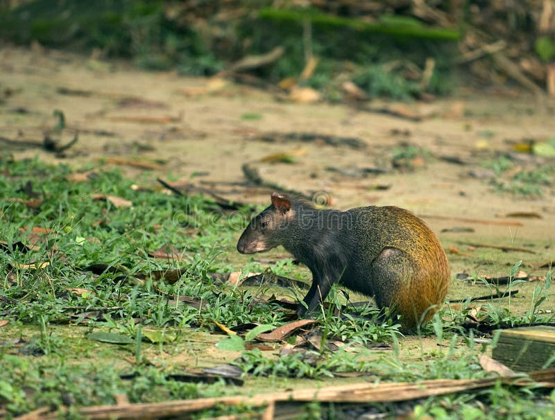Cutia brasileira foto de stock. Imagem de horizontal - 58473022