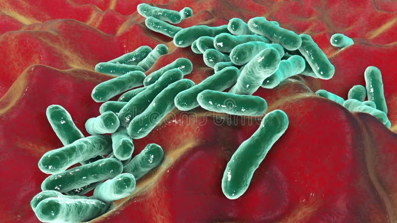 Cutibacterium Acnes Bacteria, Formely Propionibacterium Acnes Stock ...