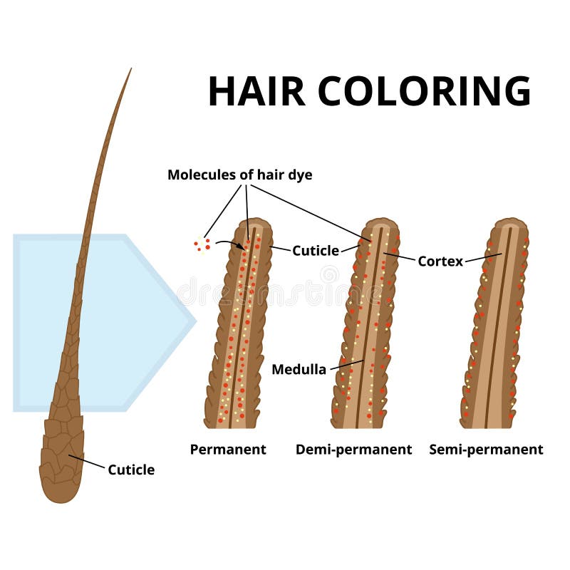 La structure des cheveux illustration de vecteur. Illustration du ...
