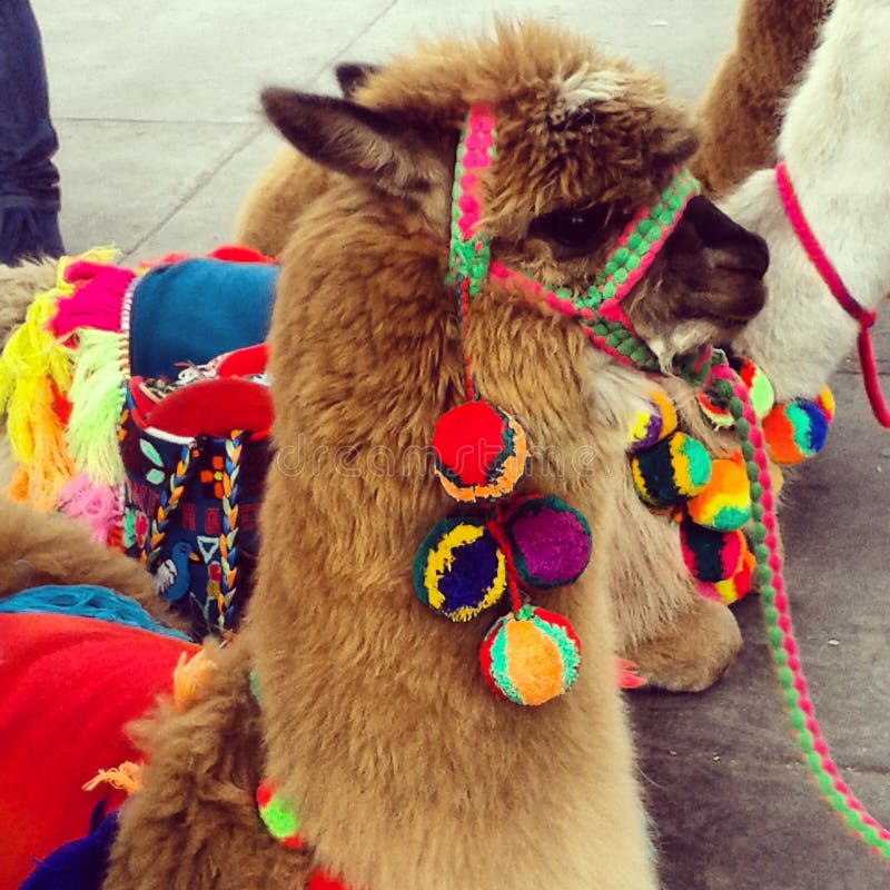 Cutie stock photo. Image of beautiful, llama, natural - 71698336