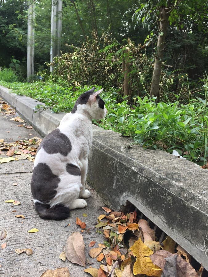 374 Doubt Cat Stock Photos - Free & Royalty-Free Stock Photos from ...