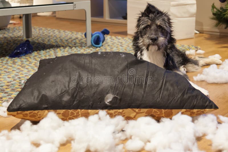 Cutie Dog with Ripped Up Cushion Stock Image - Image of naughty ...