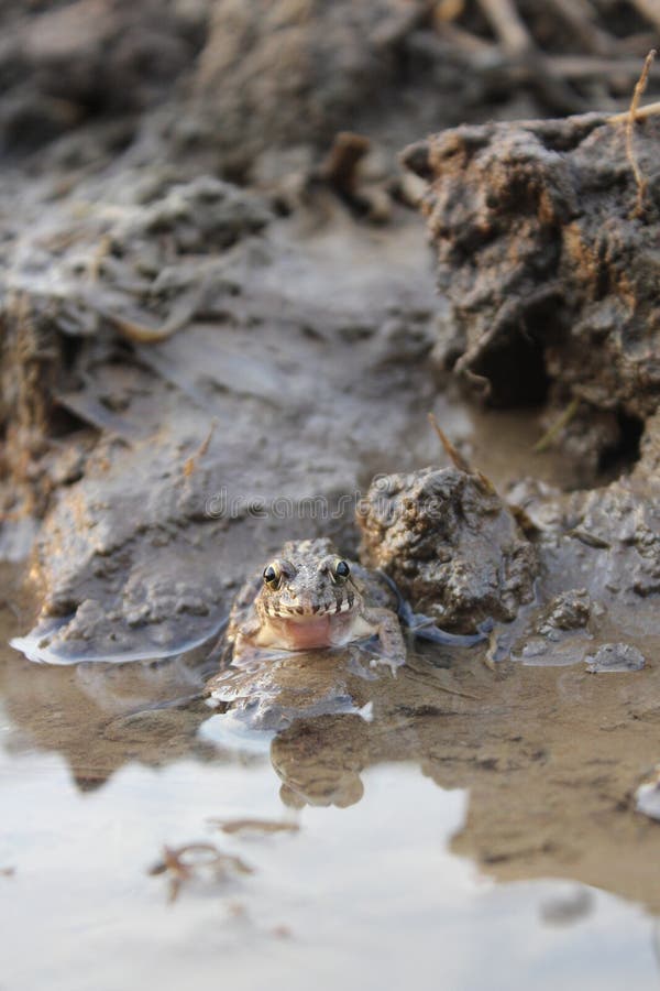 Cutie frog in puddle stock photo. Image of rock, wildlife - 220223818
