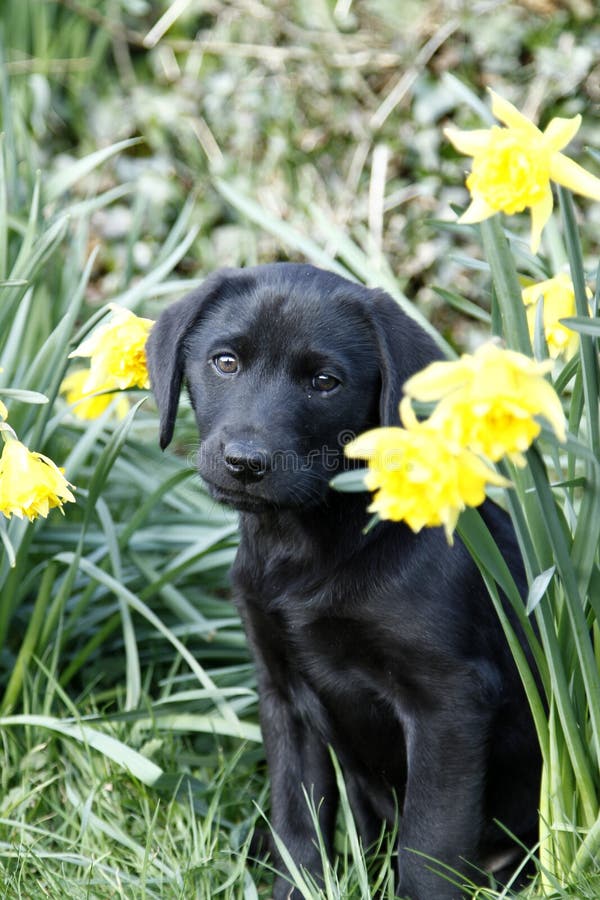 Cutie Labrador Puppy in the Daffodils. Stock Photo - Image of eyes ...