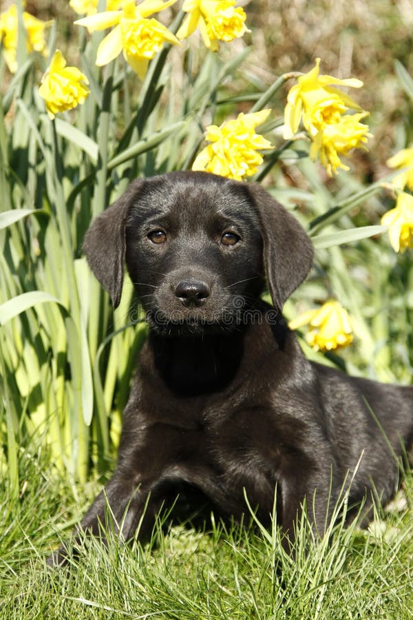 Springtime daffodils. stock photo. Image of canis, happy - 47291614