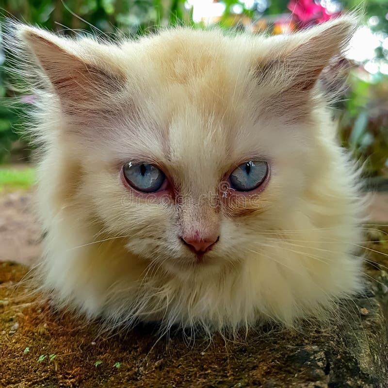 Cutie Little Furry Persian Cat Stock Image - Image of angora, kitten ...