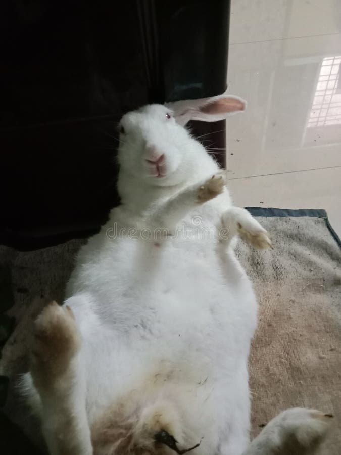 Cutie rabbit sitting pose stock photo. Image of whiskers - 341829298