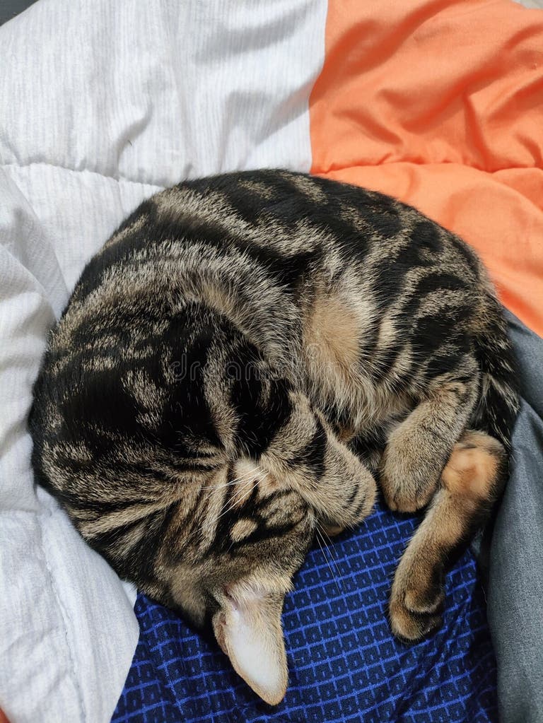 869 Nonubook Cuties Stock Photos - Free & Royalty-Free Stock Photos ...