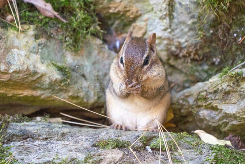 Cutle Little Eastern Chipmunk Washing His Face Stock Photo - Image of ...