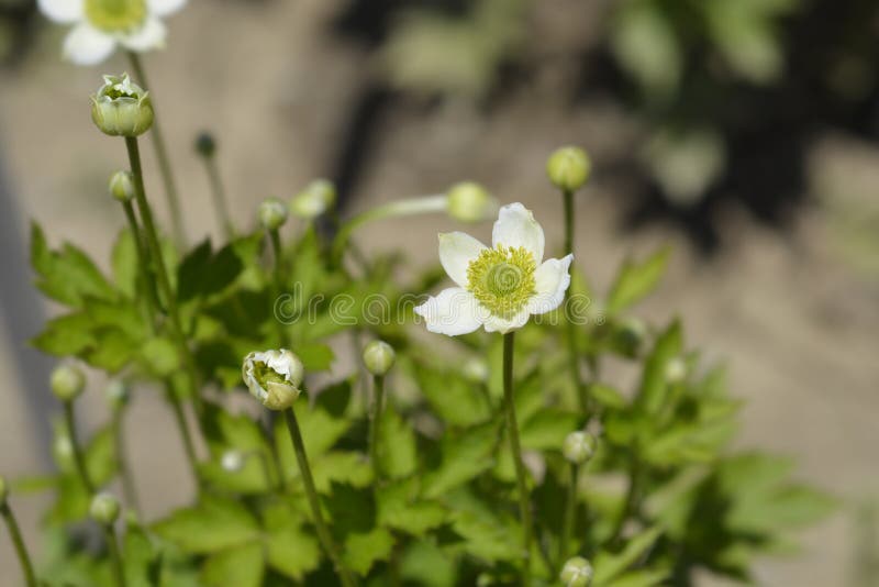 Cutleaf anemone stock image. Image of nature, anemone - 188038389
