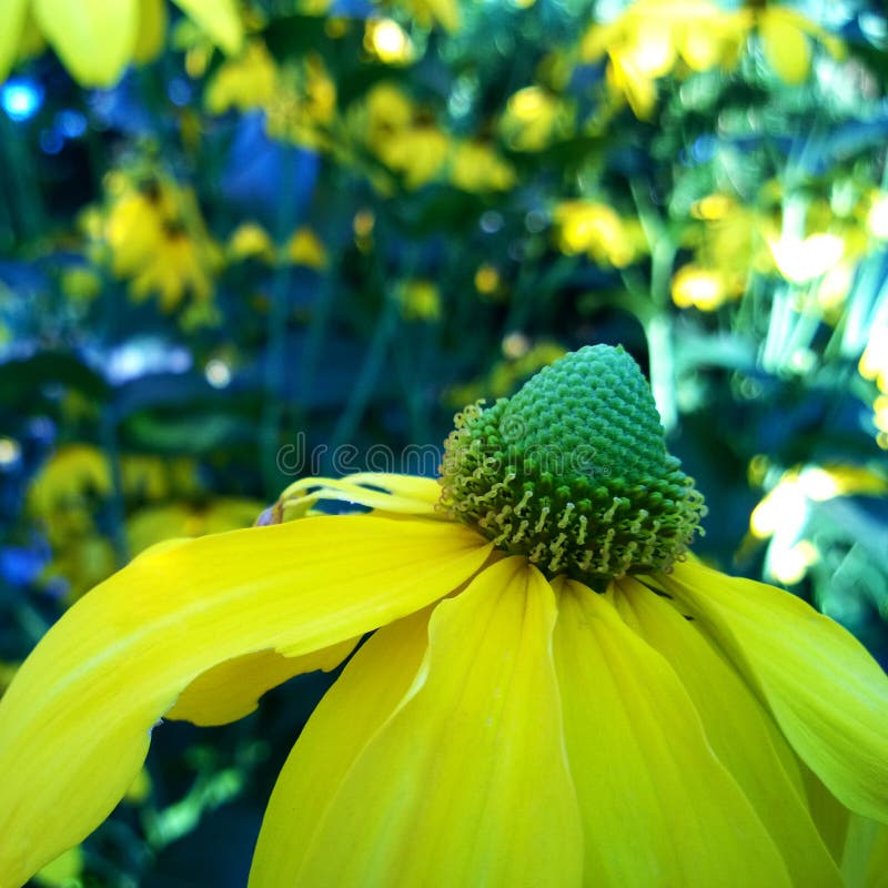 Cutleaf Cone Flower 02 stock image. Image of yellow - 203527623