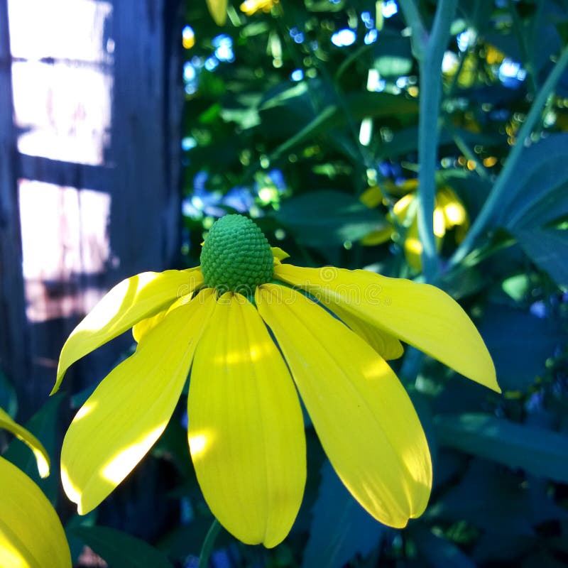 Cutleaf Cone Flower with Yellow Petals Stock Photo - Image of sunny ...