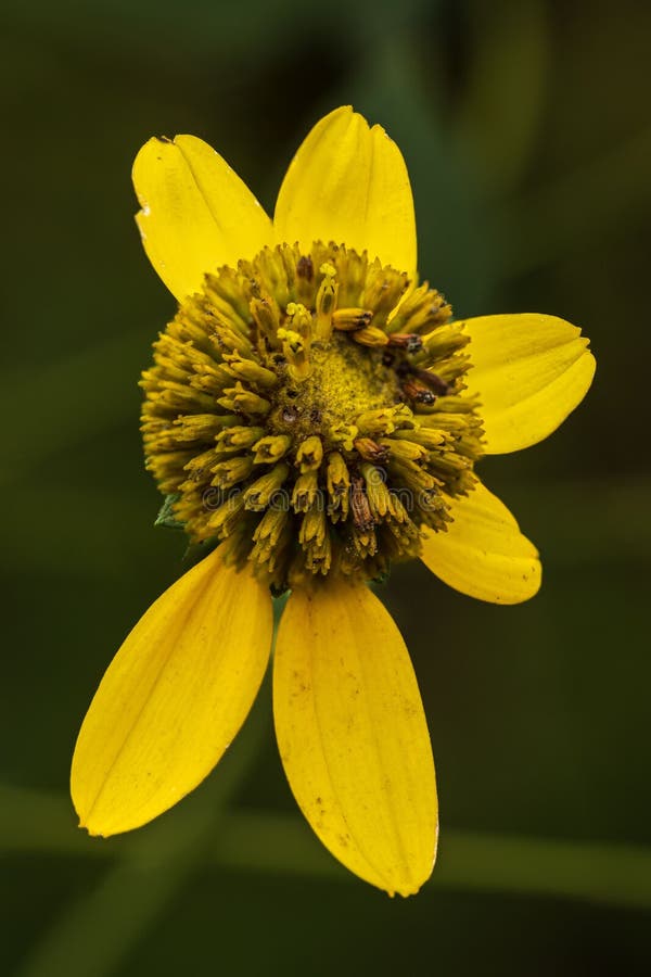 Cutleaf Coneflower Head stock image. Image of coneflower - 261081025