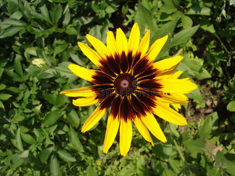Cutleaf Coneflower (rudbeckia) Yellow and Dark-red Flower Stock Photo ...