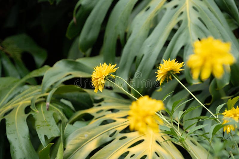 Cutleaf Cornflower Growing in a Garden in Kenya, Africa Stock Image ...