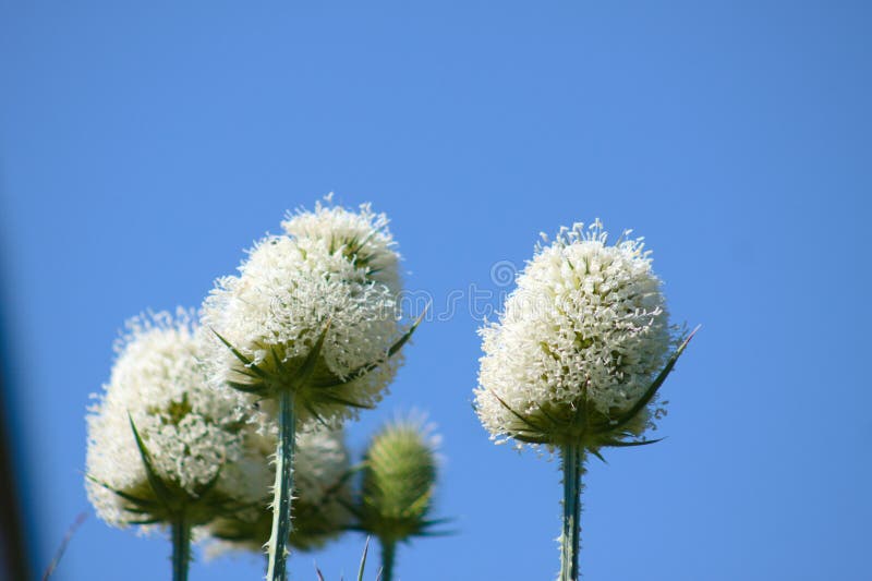 Cutleaf Teasel in Bloom Closeup View with Blue Sky on Background Stock ...