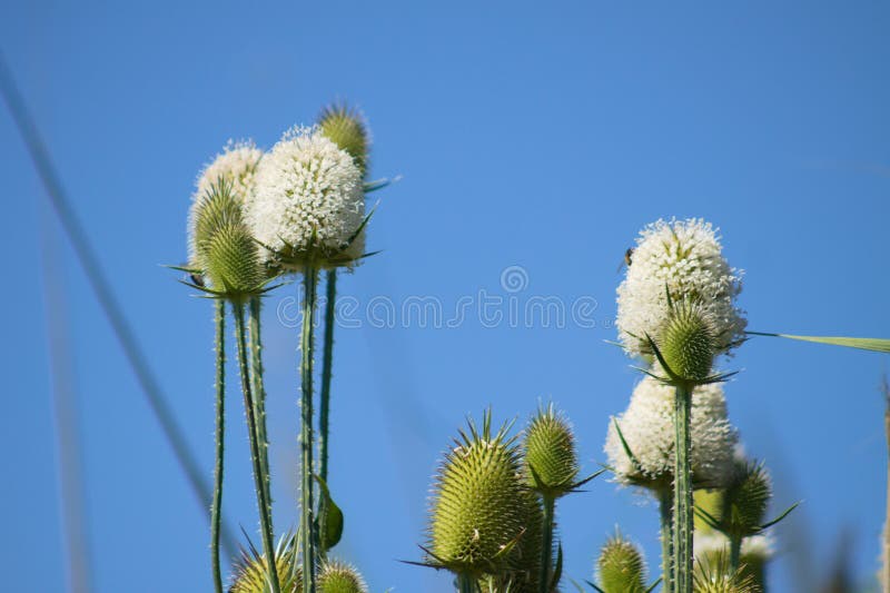 Cutleaf Teasel in Bloom Closeup View with Blue Sky on Background Stock ...