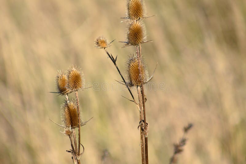 Cutleaf Teasel Seeds Closeup View with Selective Focus on Foreground ...