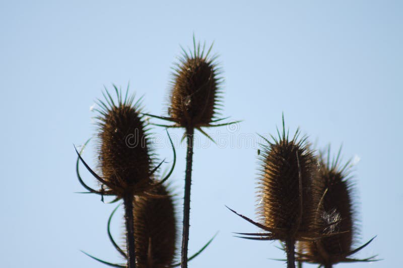 Cutleaf Teasel Seeds Closeup View with Blue Sky on Background Stock ...