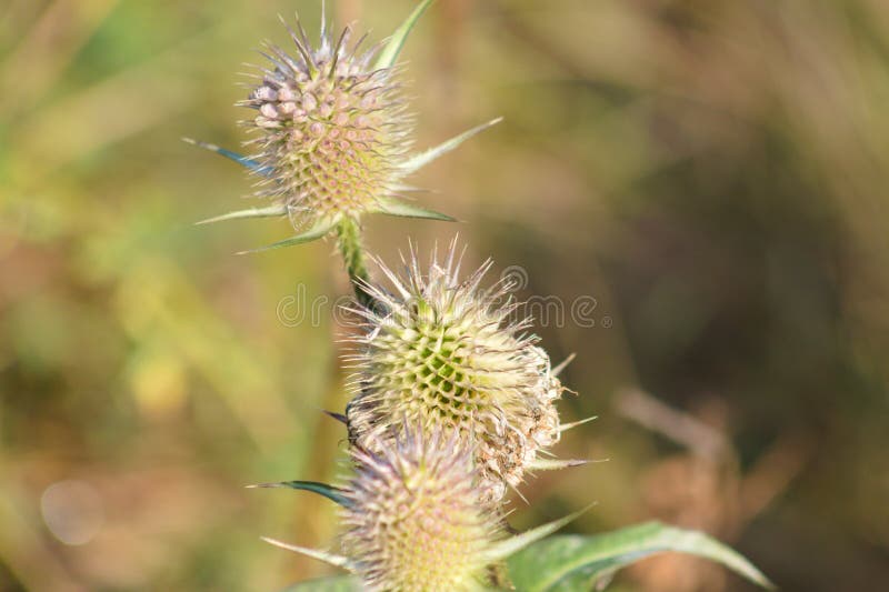 Cutleaf Teasel Seeds Closeup View with Blurred Background Stock Photo ...