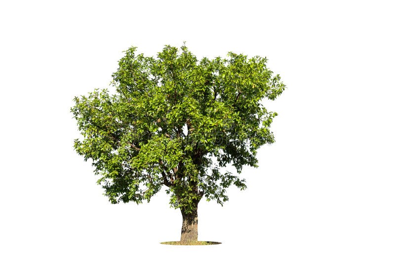 Cutout Isolated Tree for Use As a Raw Material for Editing Work Stock ...