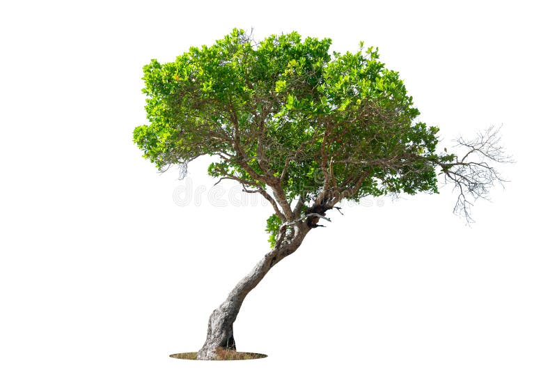 Cutout Isolated Tree for Use As a Raw Material for Editing Work. Stock ...