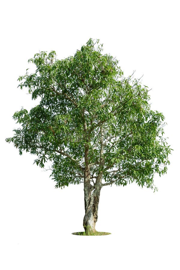 Cutout Isolated Tree for Use As a Raw Material for Editing Work Stock ...