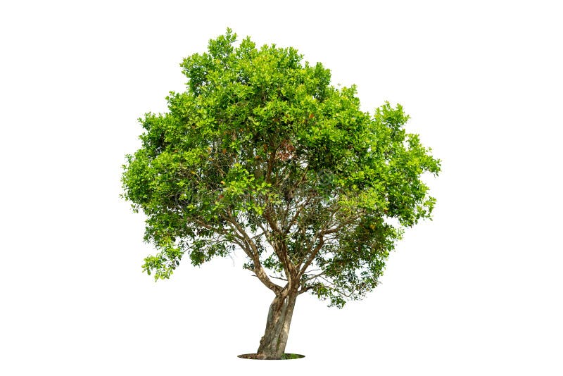 Cutout Isolated Tree for Use As a Raw Material for Editing Work Stock ...