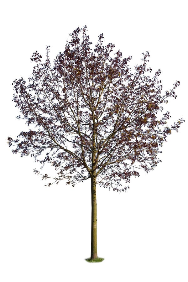 Cutout Oak Tree during Spring with Red Leaves, Isolated on White ...