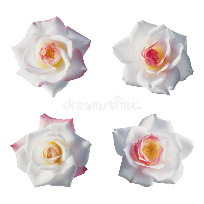 Cutout Set with White Roses with a Pink Center Stock Image - Image of ...