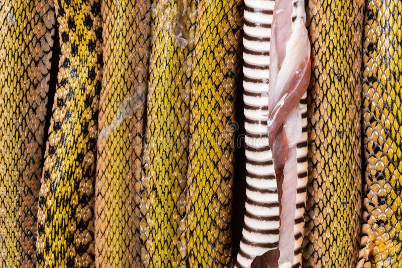 Cutout snake lined up stock image. Image of animal, cutout - 145374581