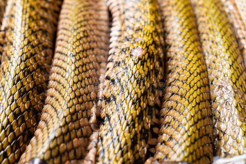 Cutout snake lined up stock image. Image of asia, lined - 147214893